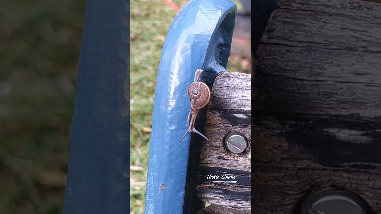 Nathai in Garden - #nathai #snail #garden #moving #natthai #trend # ...