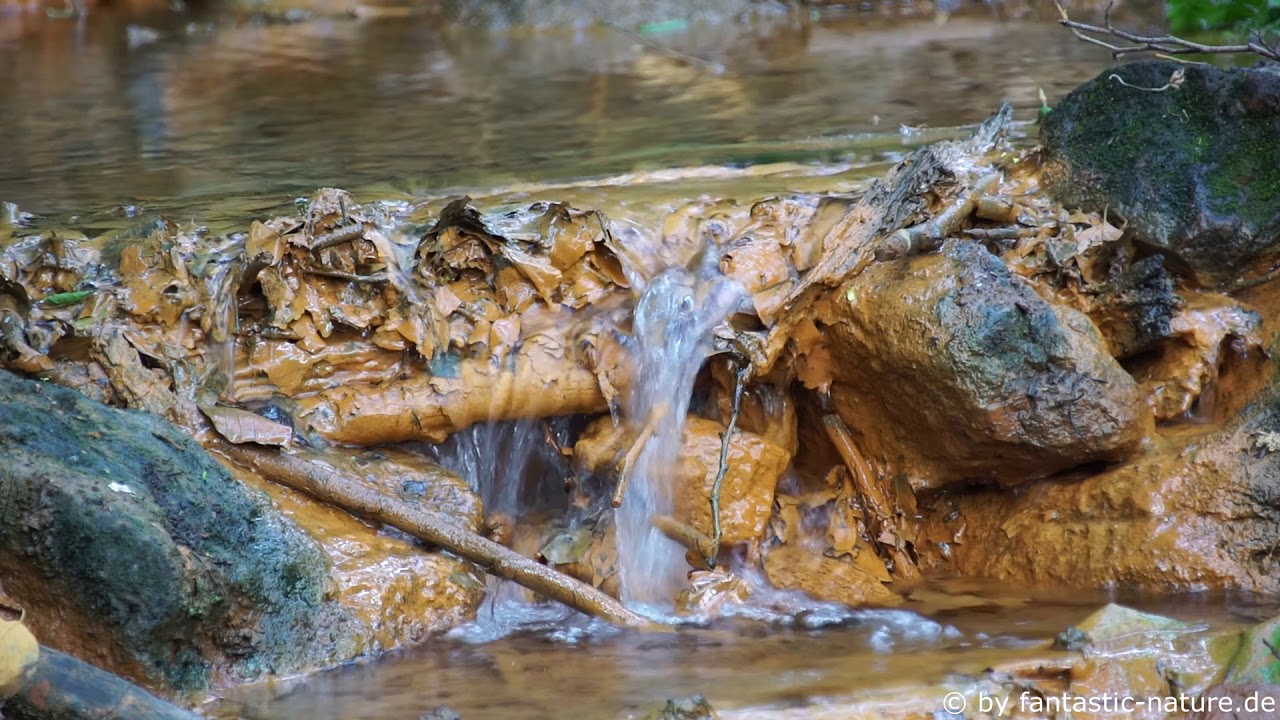 Naturgeräusche zur Entspannung | Natursounds Wald, Wasserquelle - YouTube