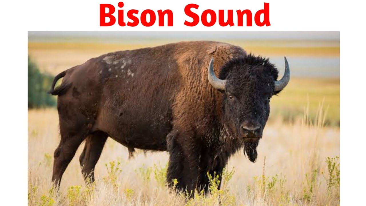 Bison Sound effect - Bison noise - Animal sound - YouTube