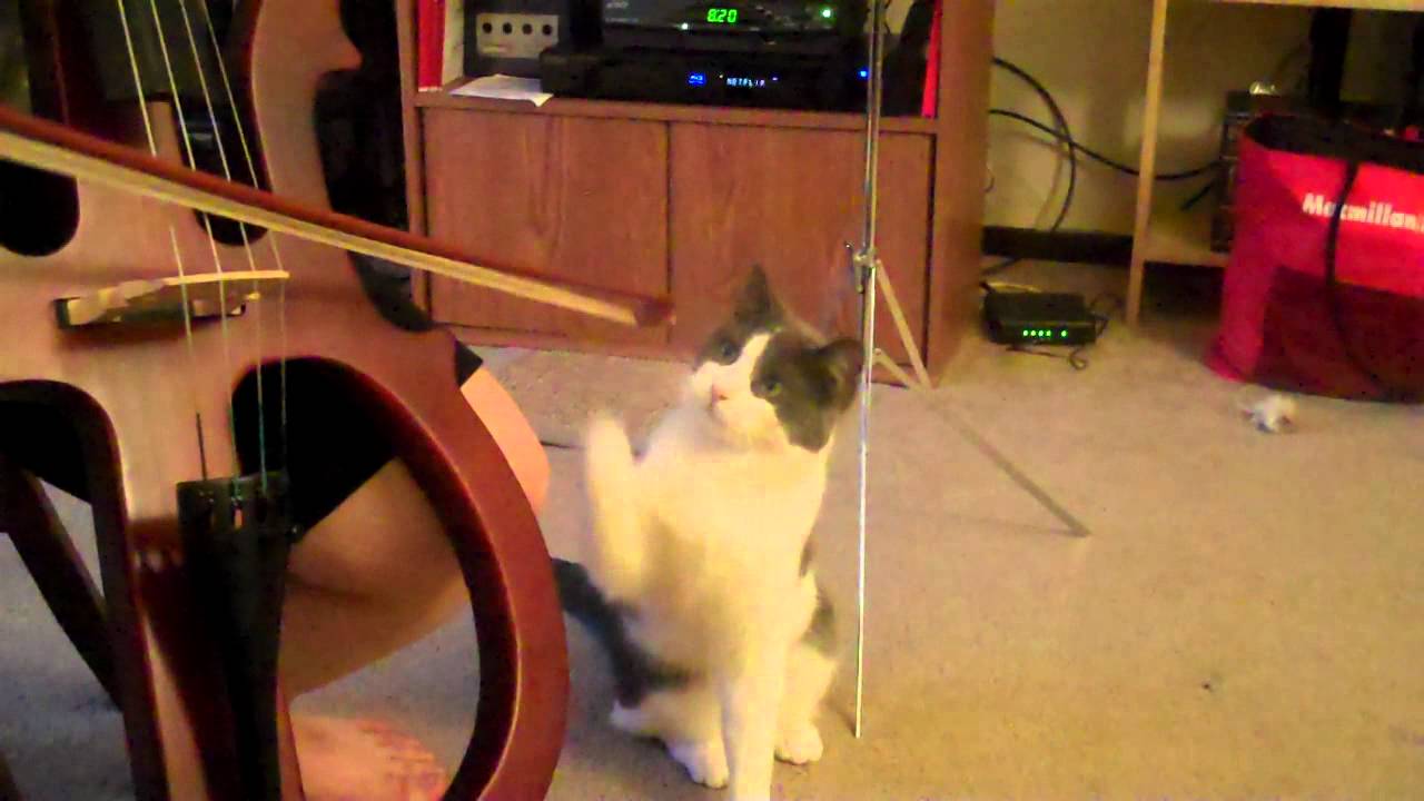 Cat mesmerized by cello - YouTube