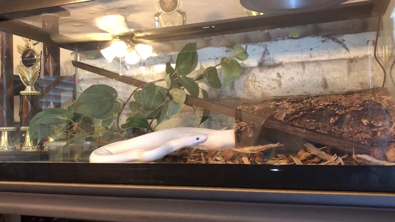 BALL PYTHON VS RAT - YouTube