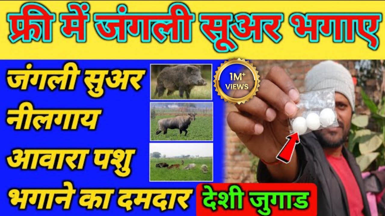 फ्री में जंगली सुअर भगाने का देशी जुगाड |Jangli suar bhagane ka tarika ...