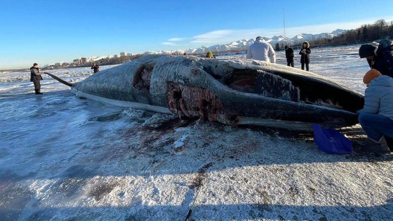 Washed up Fin Whale in anchorage Alaska 11/18/24 - YouTube