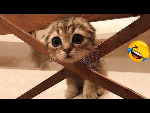 1 Hour Of Funniest Cats Videos That Will Make You Laugh #8 - Funny Animal Videos 2023