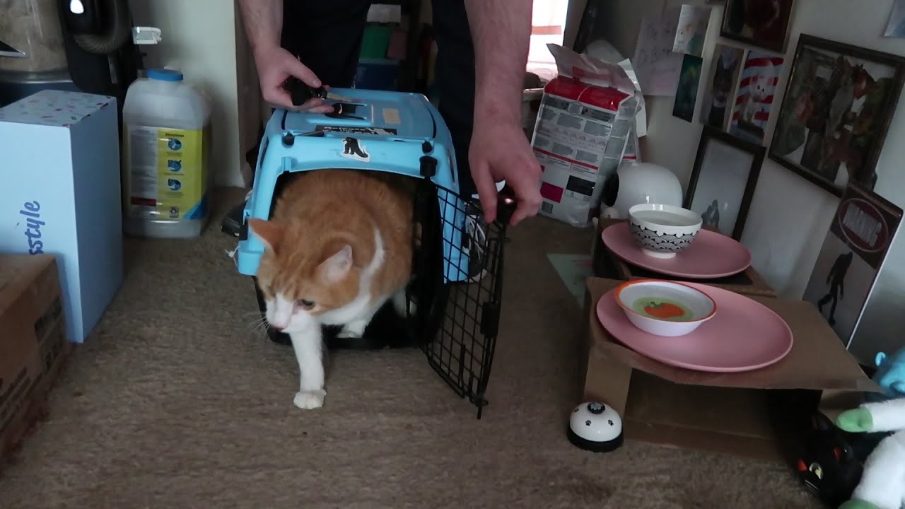 Butters goes back to the vet. He's full of poo. - YouTube