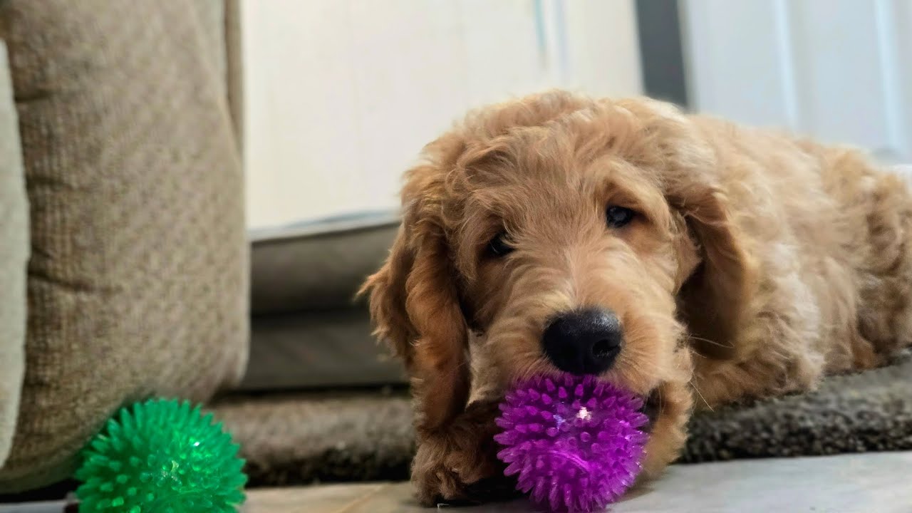 Milo F1B Medium Goldendoodle - YouTube