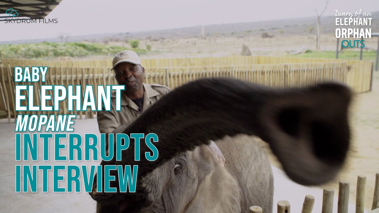 Baby elephant interrupts interview #babyelephant #elephantdocumentary ...