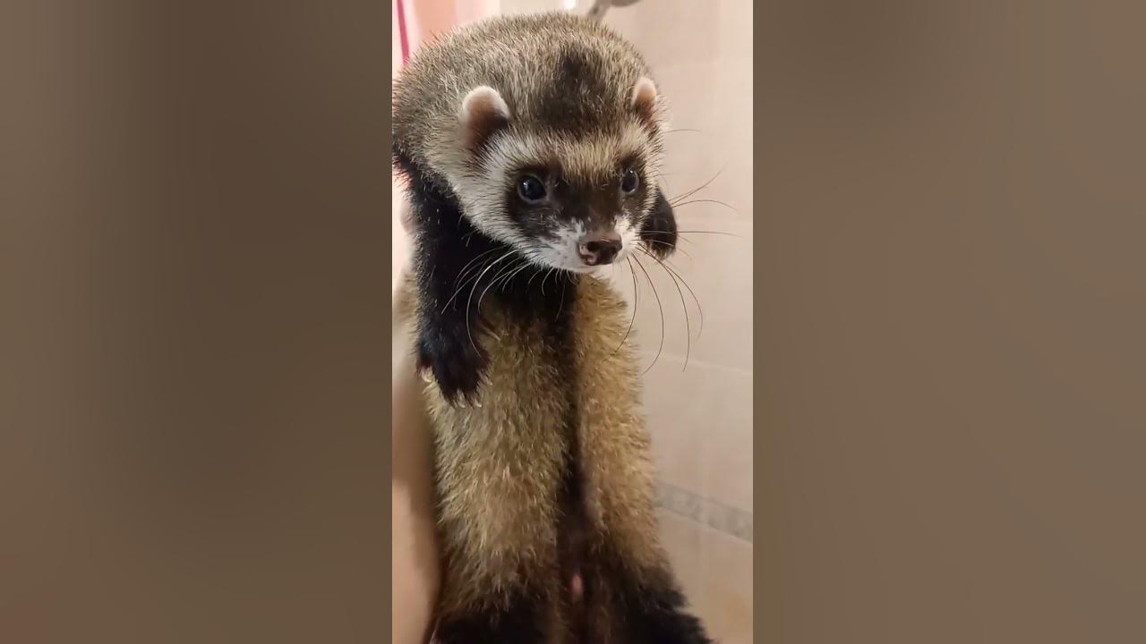 Чистюля !) - YouTube