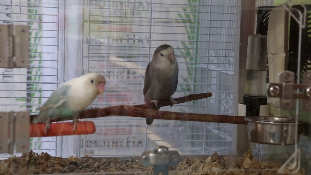 Different colours of lovebirds - YouTube