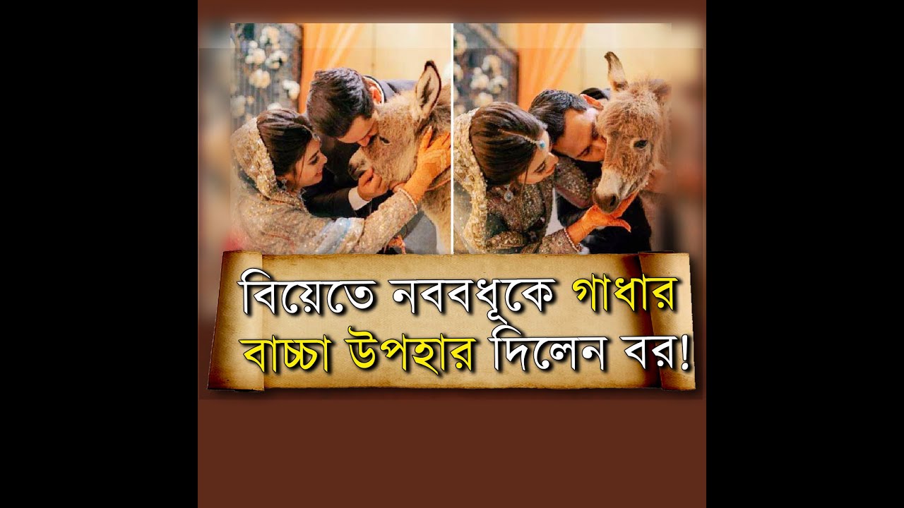 বিয়েতে নববধূকে গাধার বাচ্চা উপহার দিলেন বর Youtube