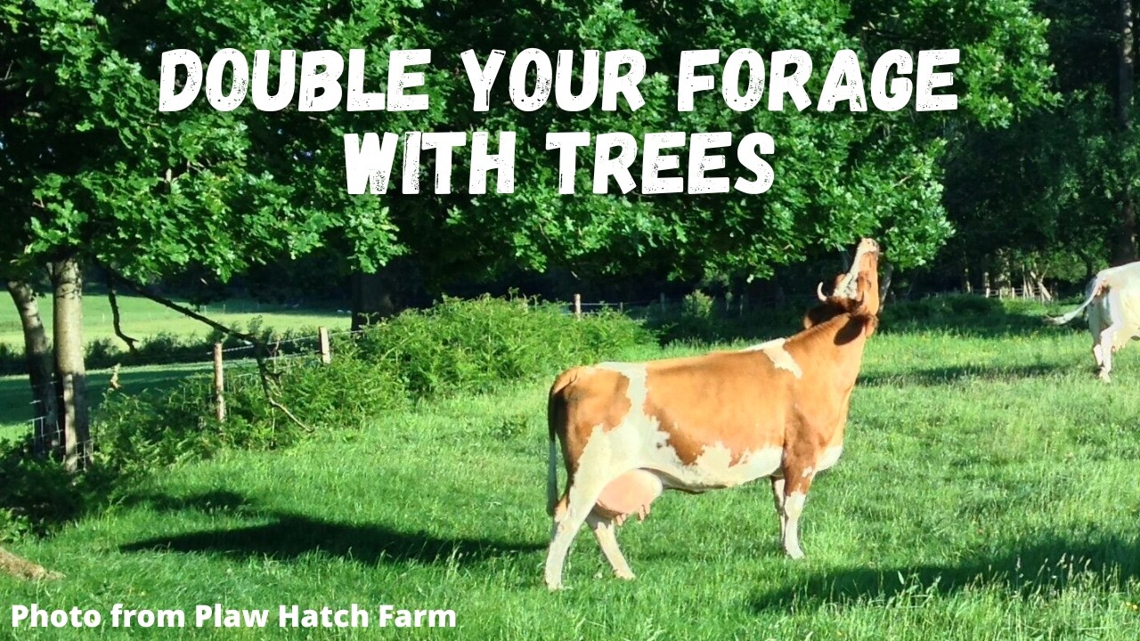 Double your forage with Trees - Agroforestry/Silvopasture - YouTube