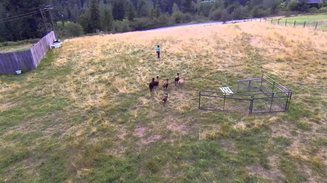 Chasing Sheep is Best Left to Shepherds - YouTube