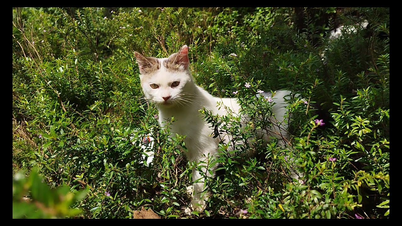 BROTHER CAT - MIAW MIAW MIAW - CAT CUTES - CAT MOMENT - MEOWING CATS ...