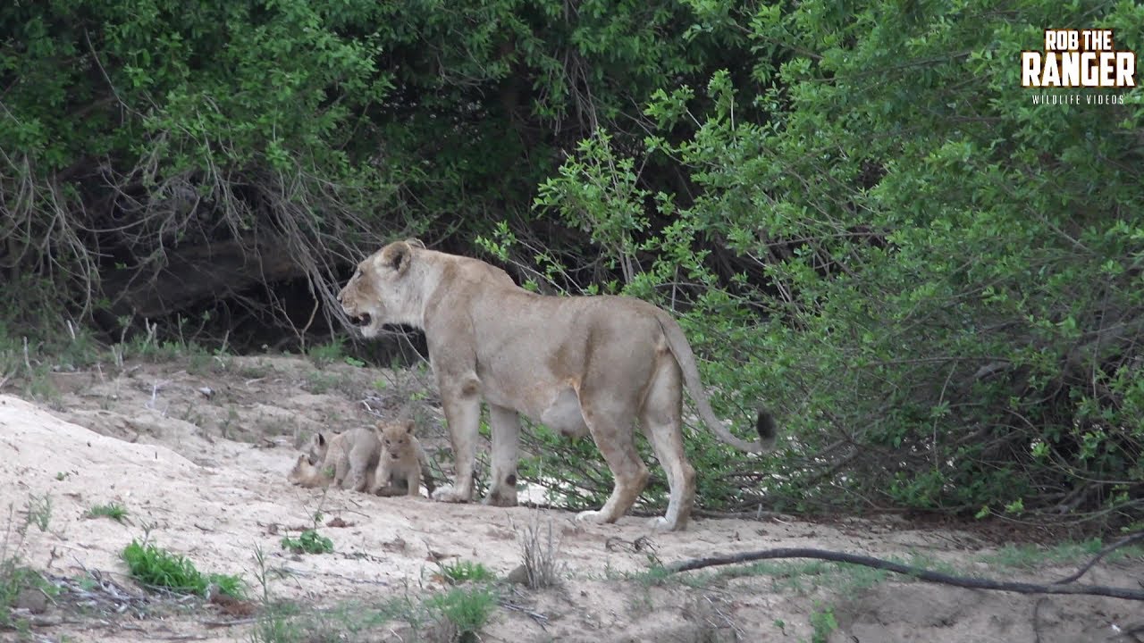 Daughters Of The Mapogo Lions - Rebuilding The Othawa Pride - 145: More ...