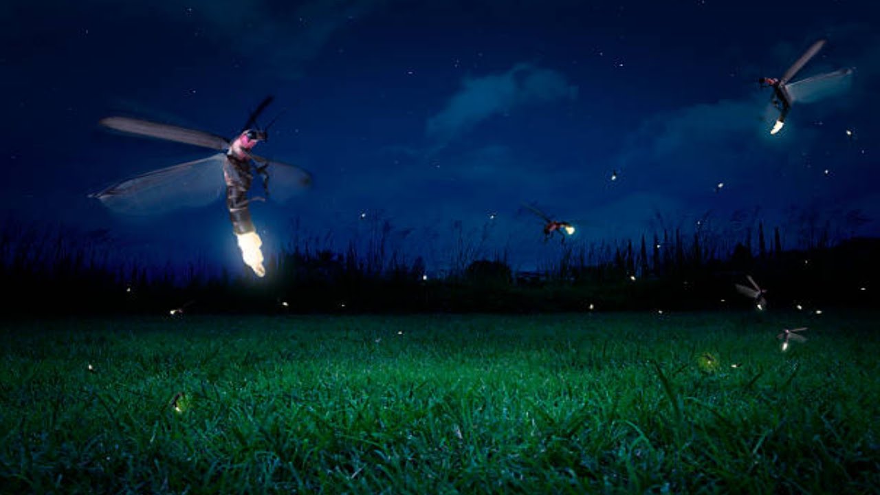 Tennessee Fireflies A Summertime Light Show - YouTube