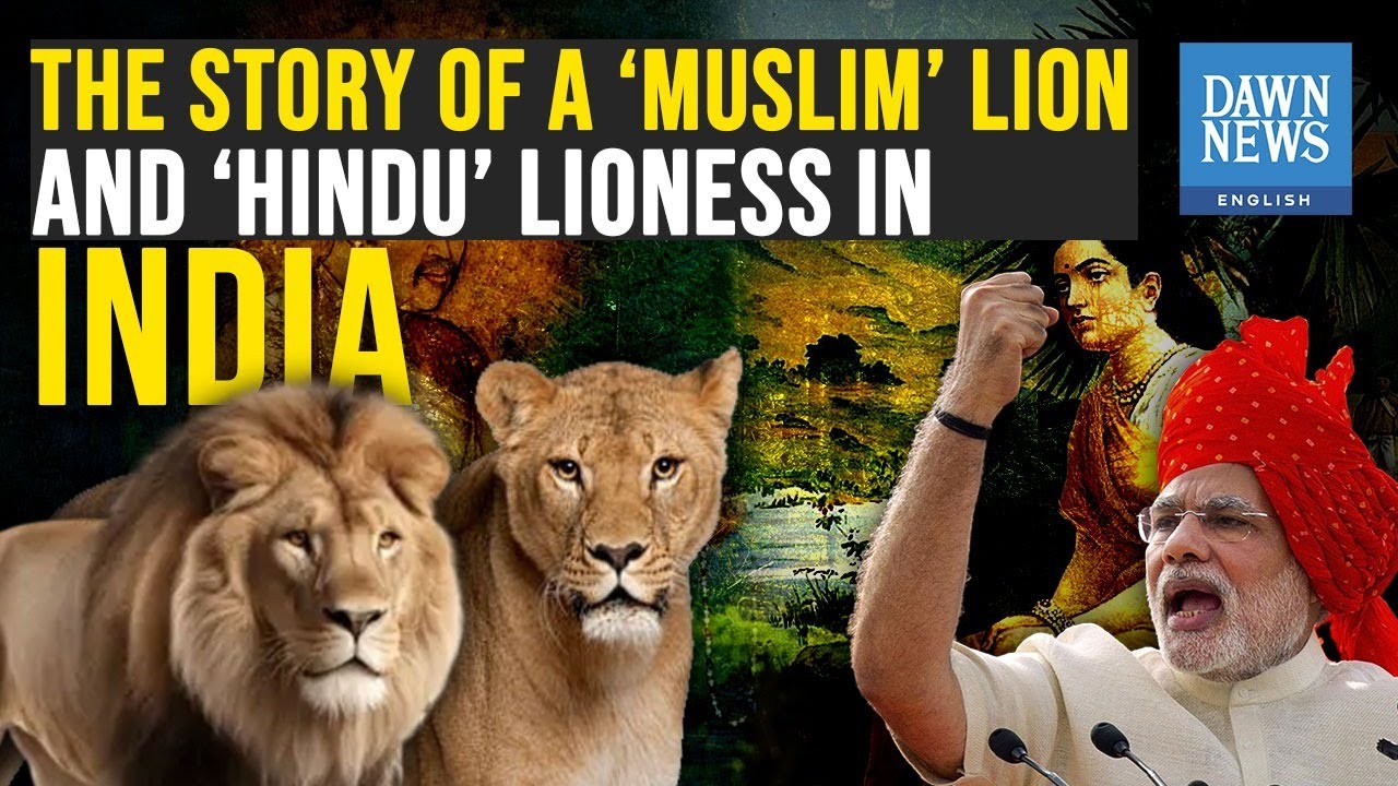 The Story Of A ‘Muslim’ Lion And ‘Hindu’ Lioness In India | Dawn News ...