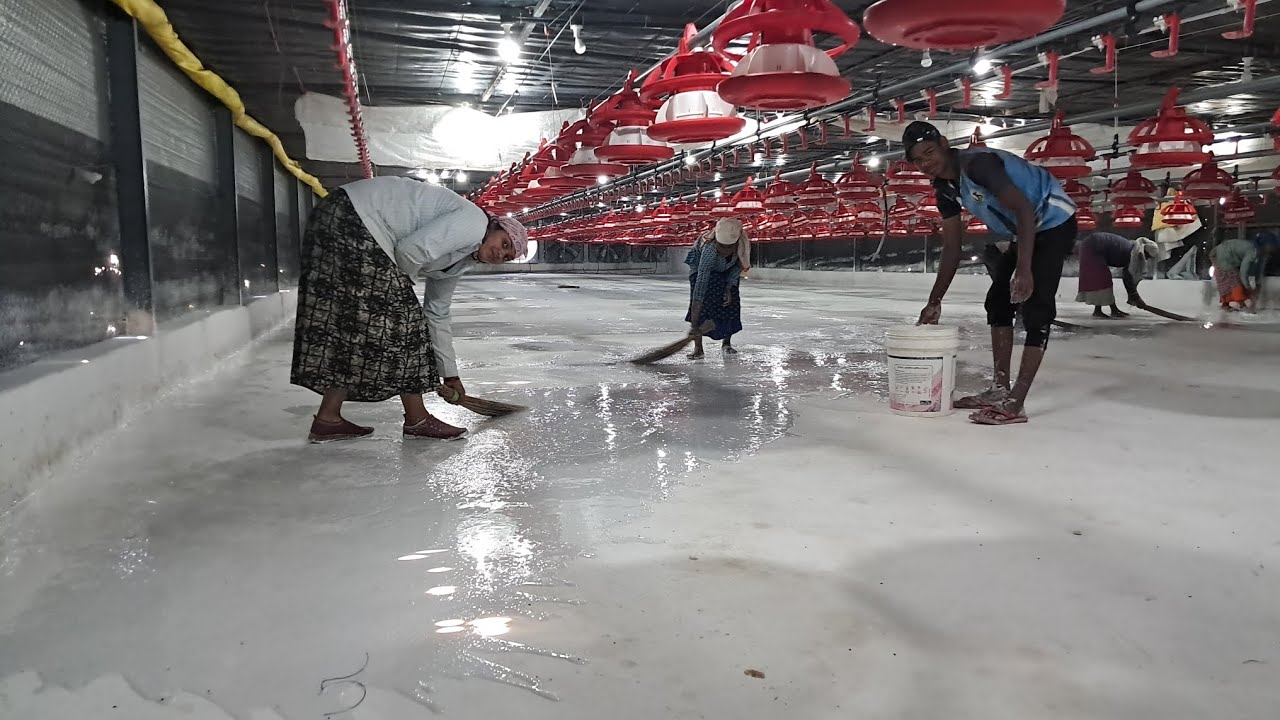 ec poultry farm cleaning process day 4 - YouTube