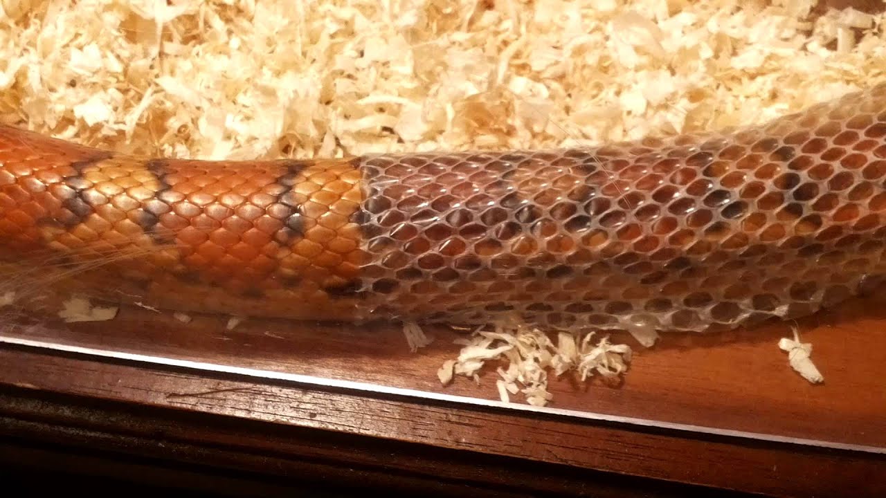 MUTA SERPENTE DEL GRANO...IL MIO THOR!! - YouTube