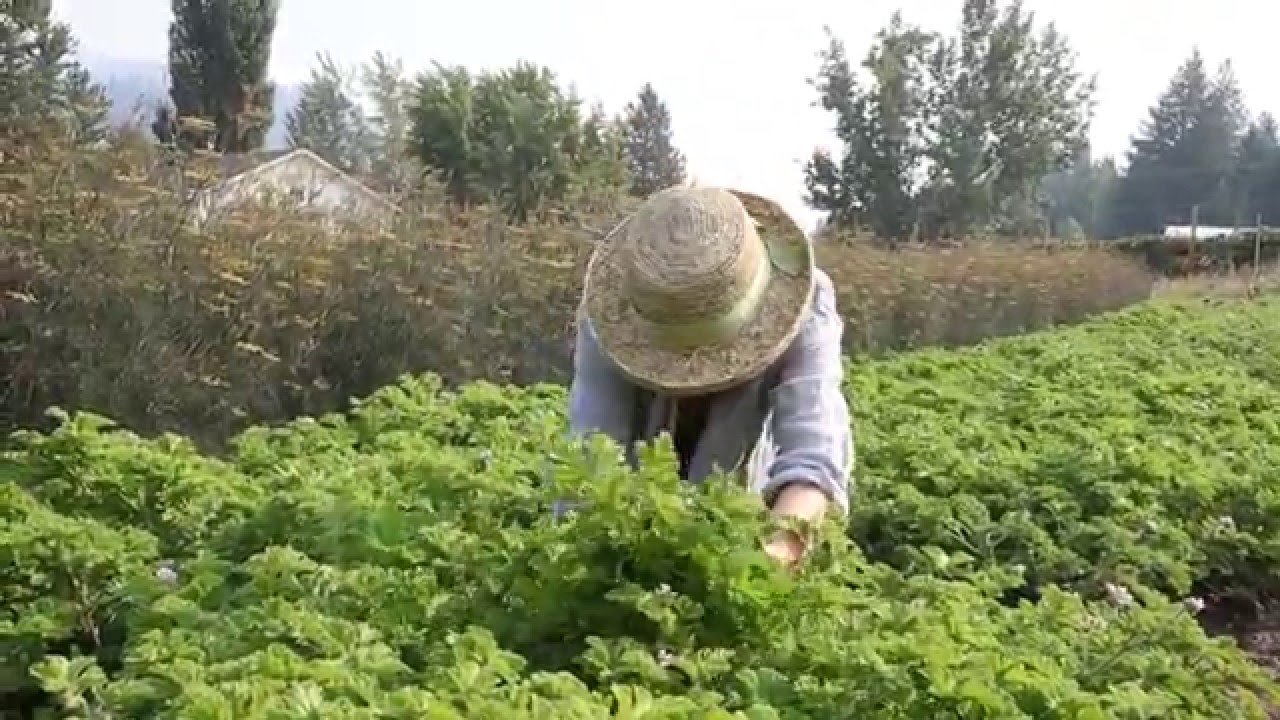 The Family Farm Tradition in America - YouTube