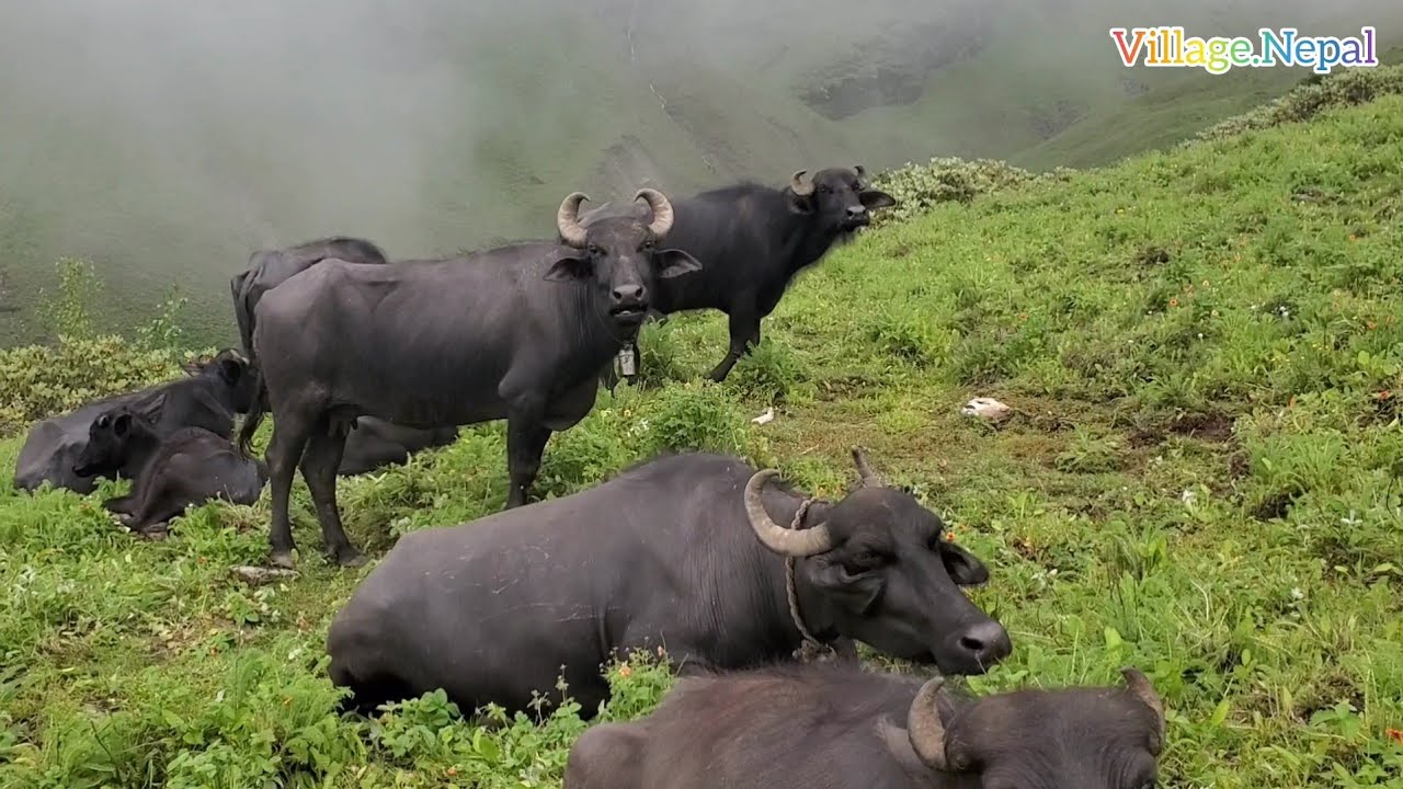 The Himalayan Buffalo, goat, horse, and buffalo in the mountains ...