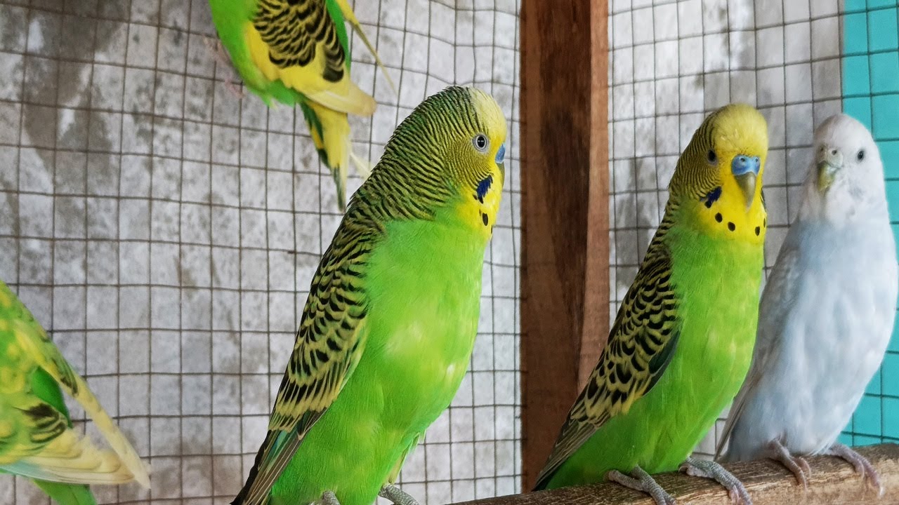 3 Hours of Happy Parakeet Sounds 🐦 | Relaxing Bird Chirping for Calm ...