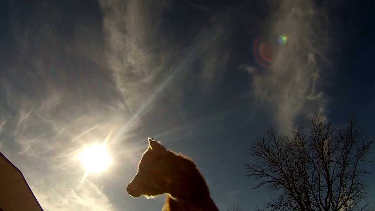 Cow smelling my camera - YouTube