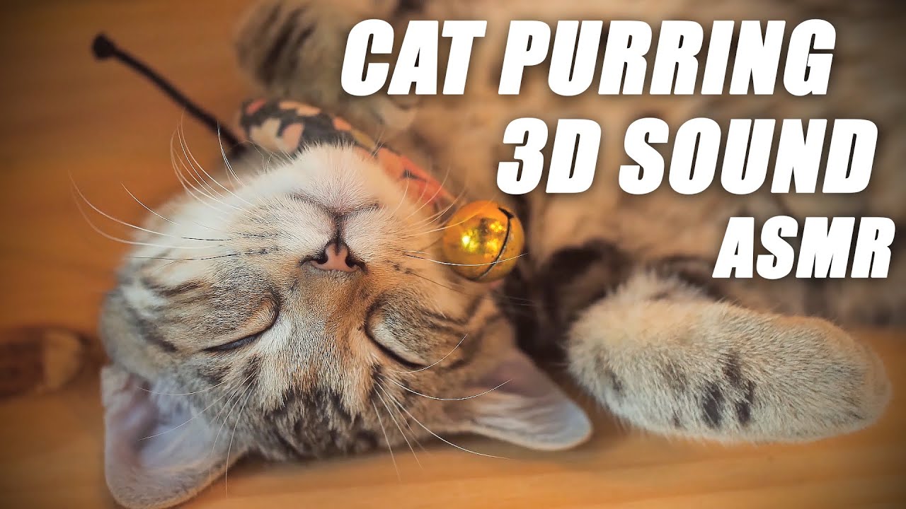 CAT PURRING ASMR HIGH QUALITY 3D SOUND / HD VIDEO - YouTube