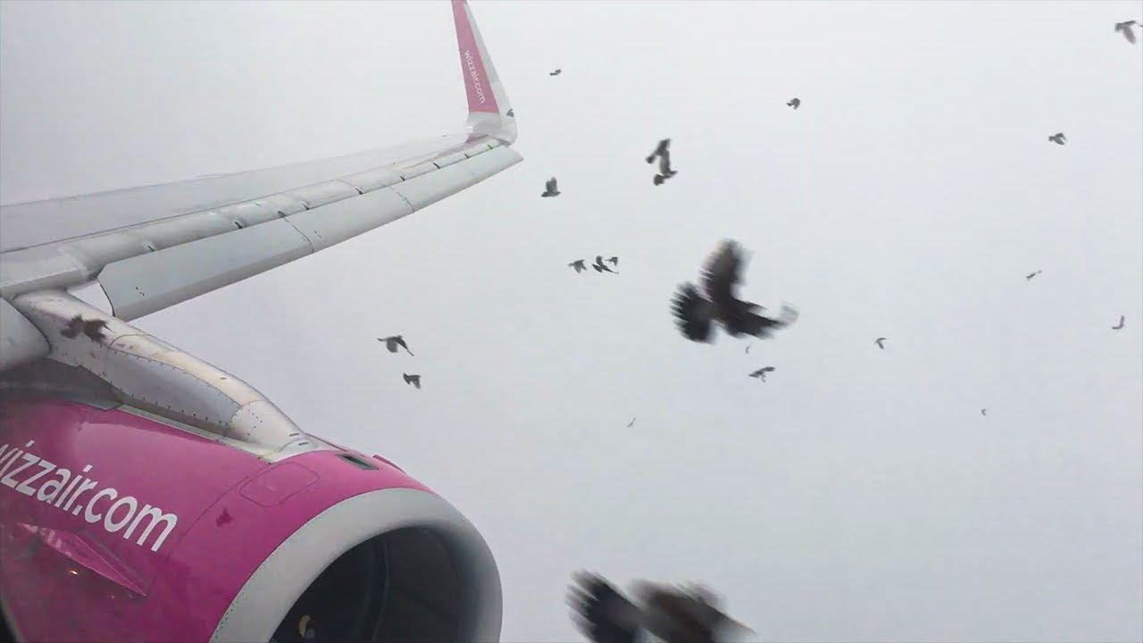 Plane Hits Birds Mid-Flight - YouTube