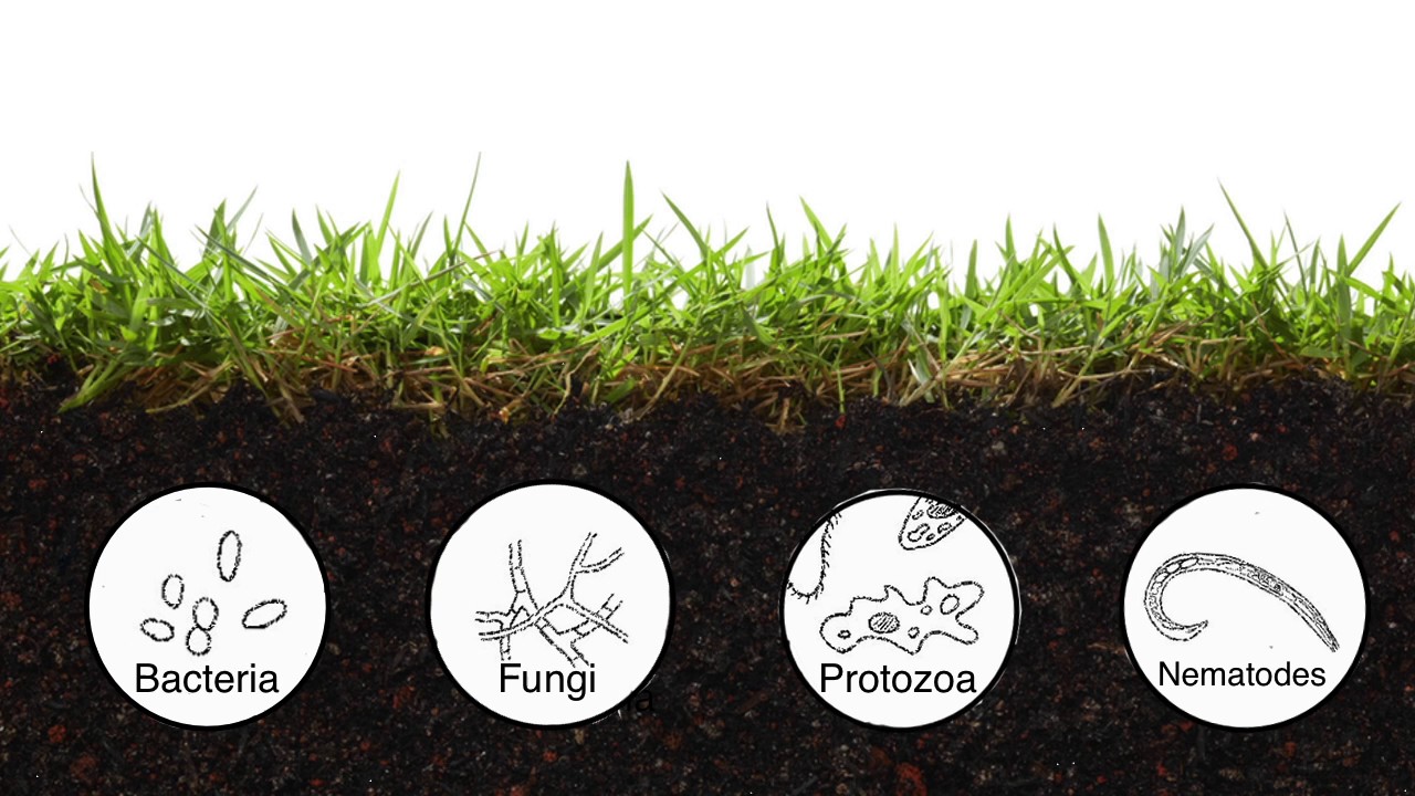 Eco Brew All Natural Enrichment for Landscape & Lawn - YouTube