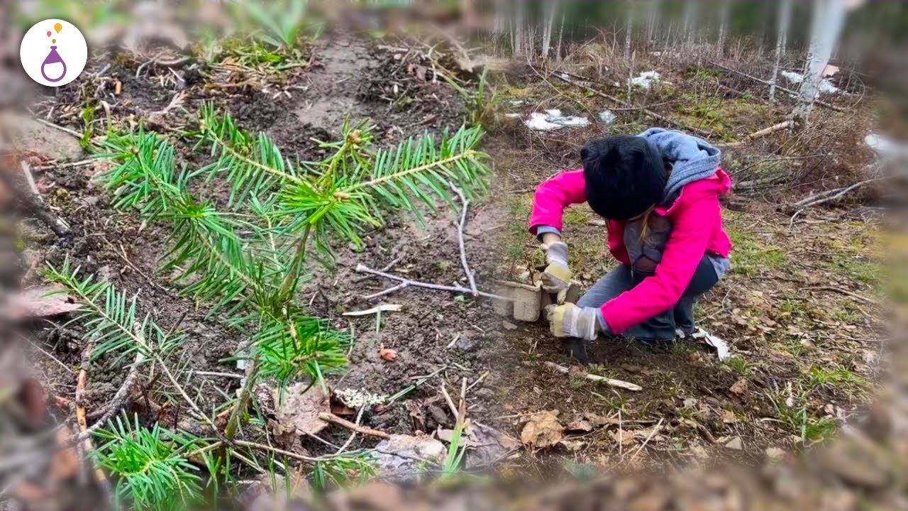 Planting A Tree Follow Along Activity - YouTube