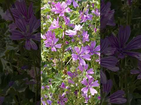 MALVA SYLVESTRİS#EBEGÜMECİ=BOLU