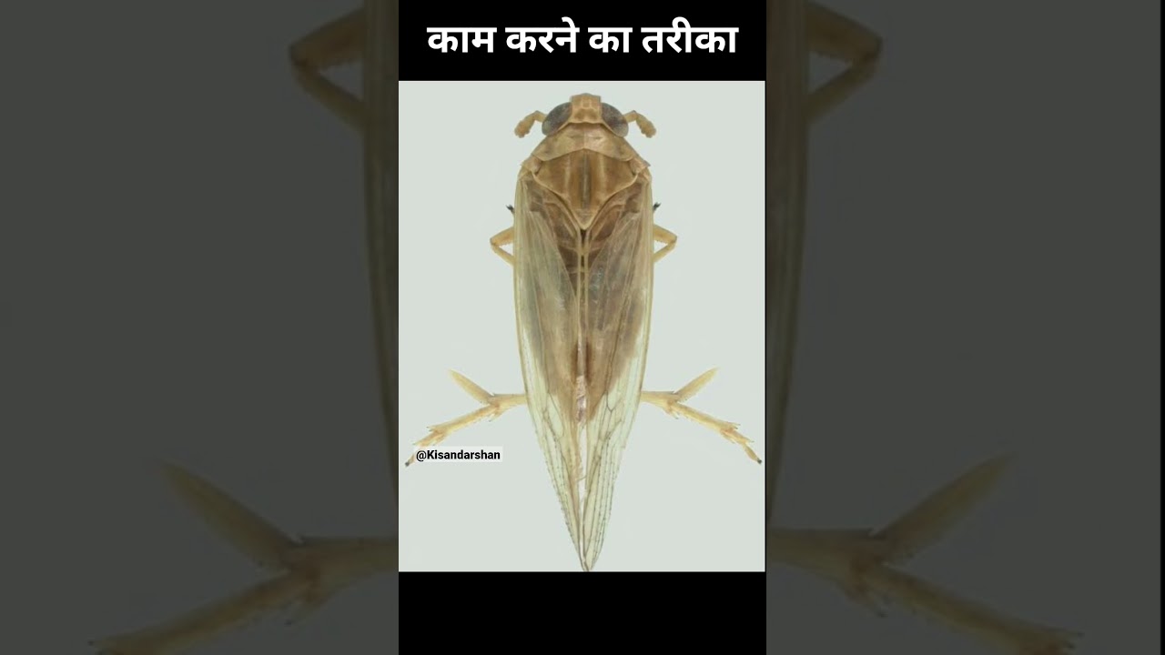 Pymetrozine 50% | Syngenta | insecticide | brown plant hopper | paddy ...