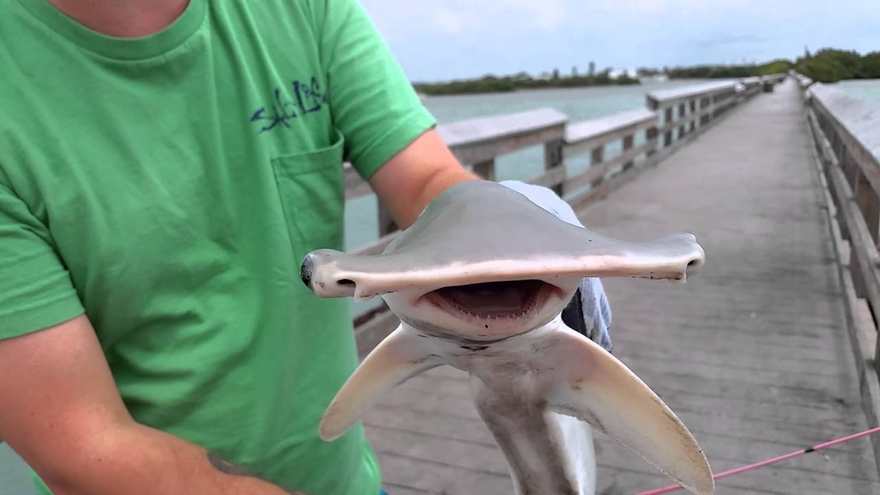 Bonnet head shark at Placida pier Florida - YouTube