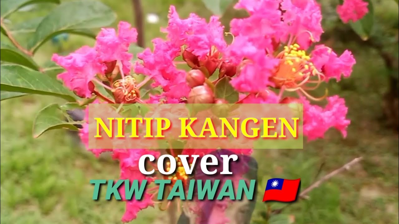 NITIP KANGEN COVER BY @fatmaminthul3006 - YouTube