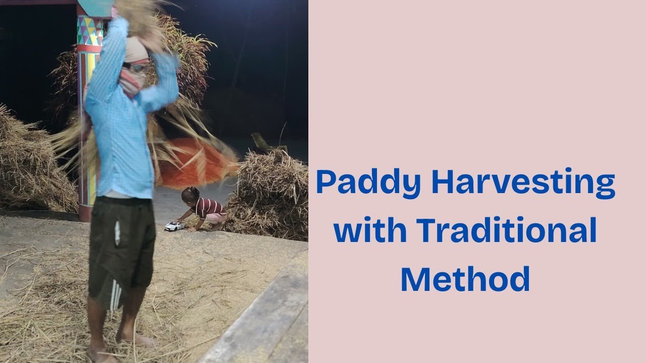 Live: Traditional Paddy Harvesting in Nepal 🌾 | Real Village Farming ...