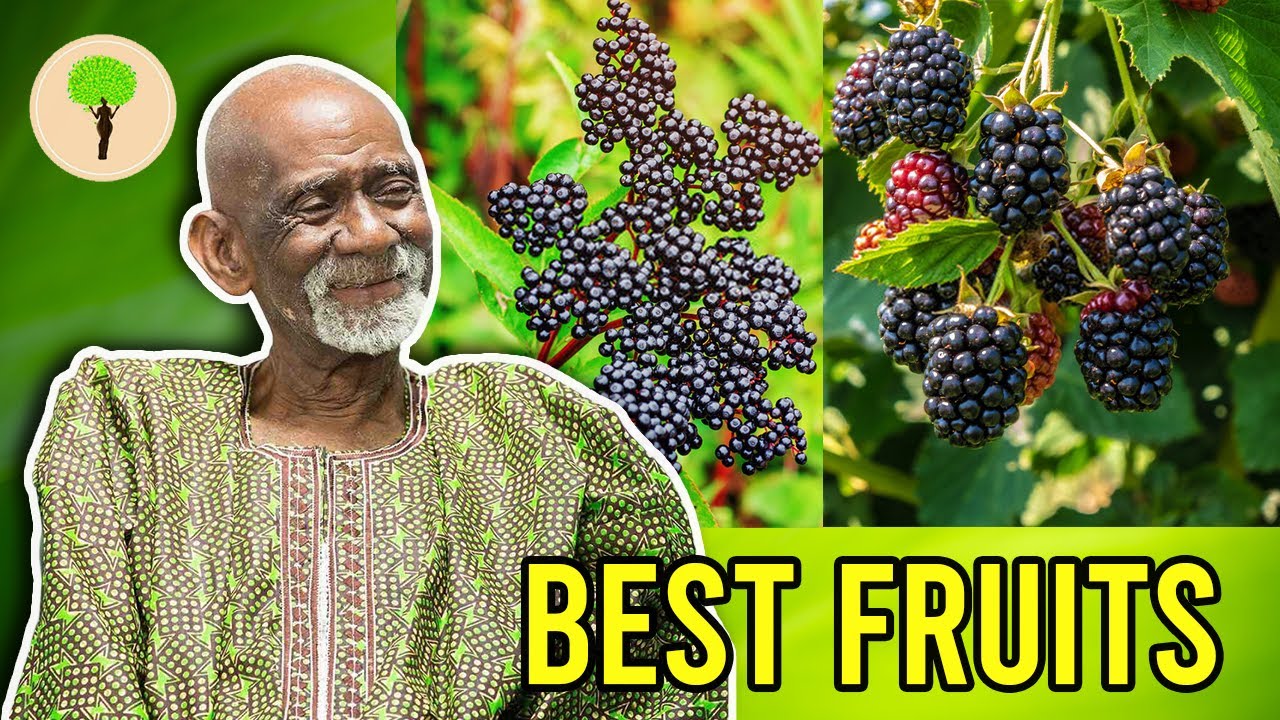 The Best Fruits and Berries To Eat According to Dr Sebi - YouTube