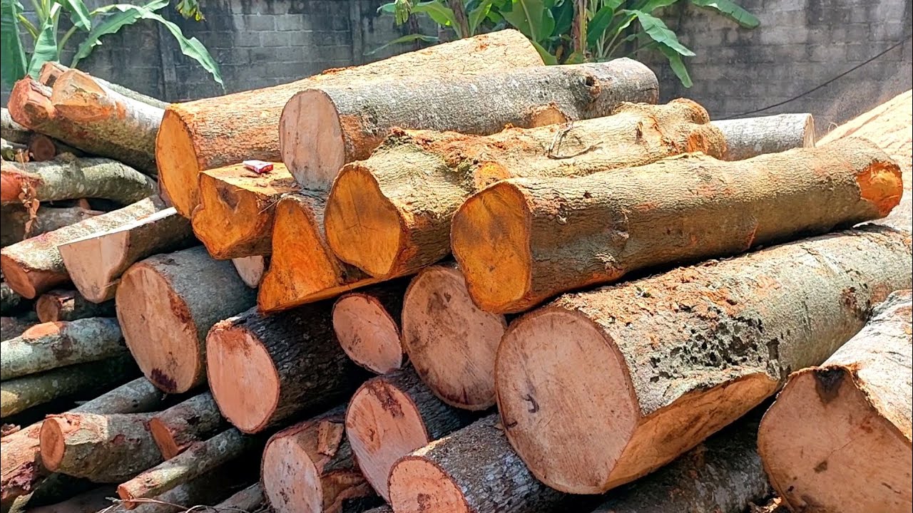 Gak main-main,,! puluhan tahun umur kayu ini cuma diSawmil bahan ...