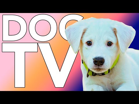 Petflix for Dogs! Fun & Entertaining TV for Dogs to Watch! With Music ...