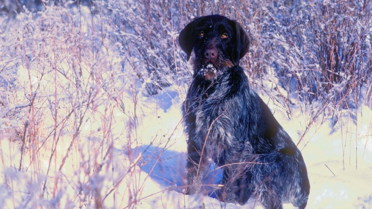 Getting to Know the German Wirehaired Pointer: Working Dog or Family ...