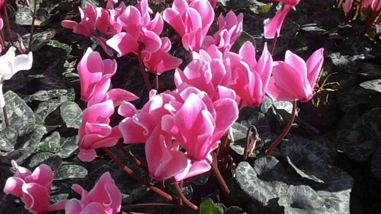 CICLAMEN: Cyclamen hederifolium (www.riomoros.com) - YouTube