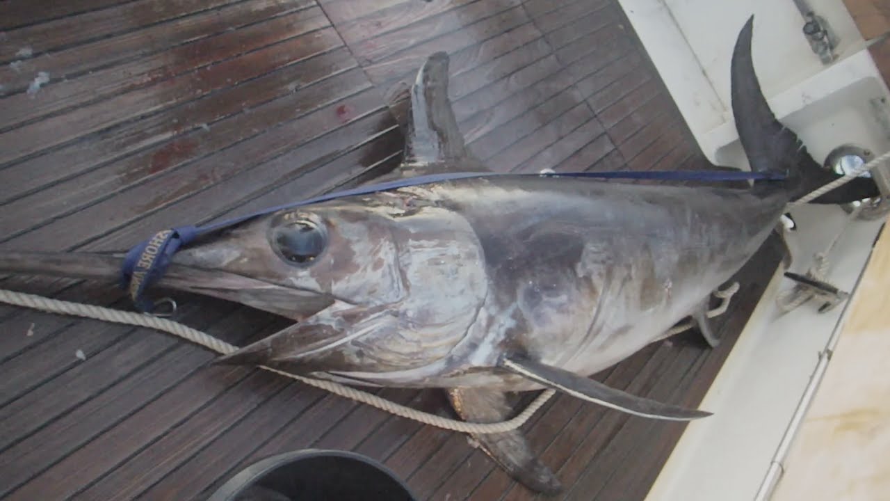 PEZ ESPADA ELECTRICO 120KG .SWORDFISH ELECTRIC - YouTube