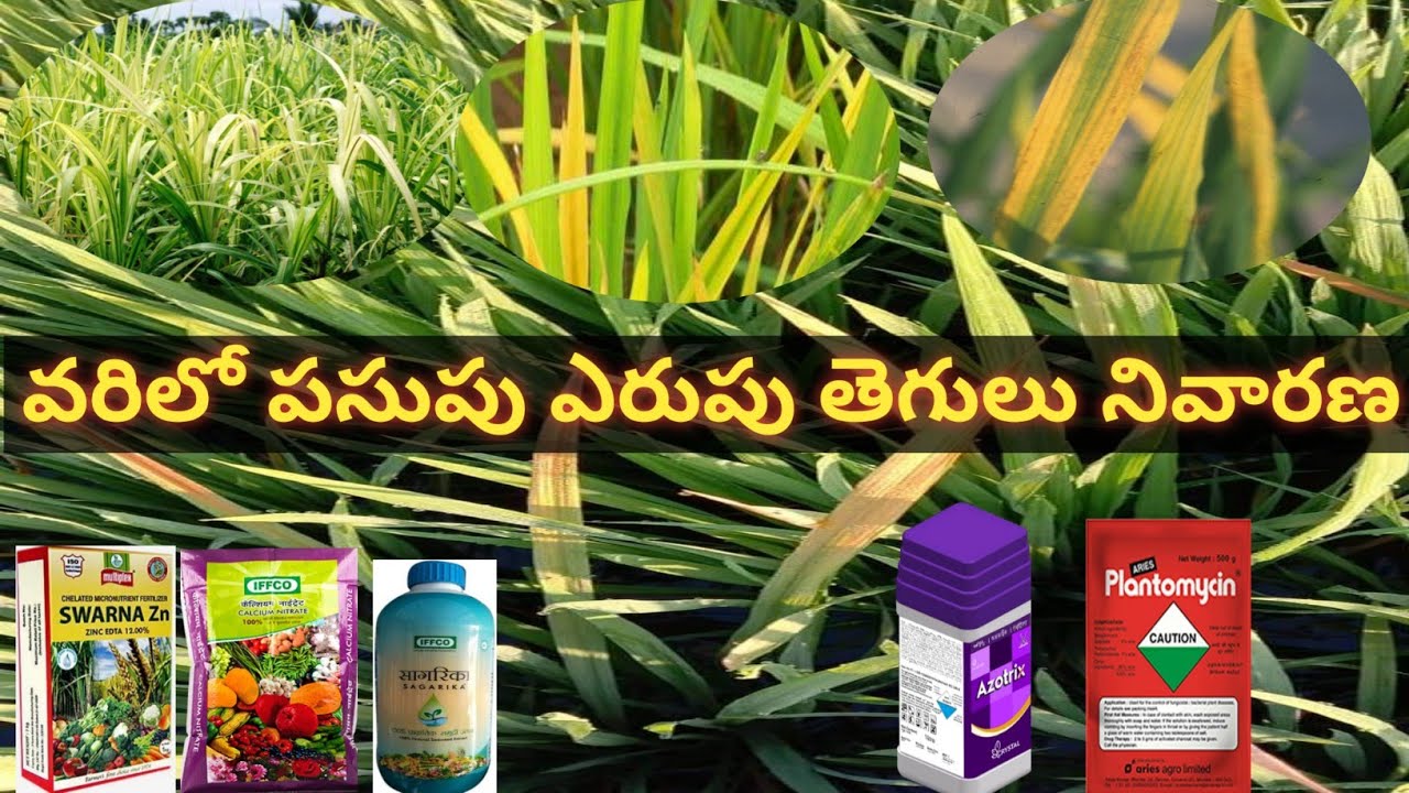 వరిలో ఆకులు ఏండిపోతున్నాయ? | BLB in rice | bacterial leaf blight in ...