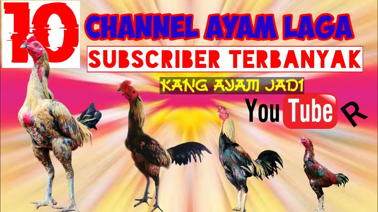 10 channel ayam - youTuber Ayam 🐓 - YouTube