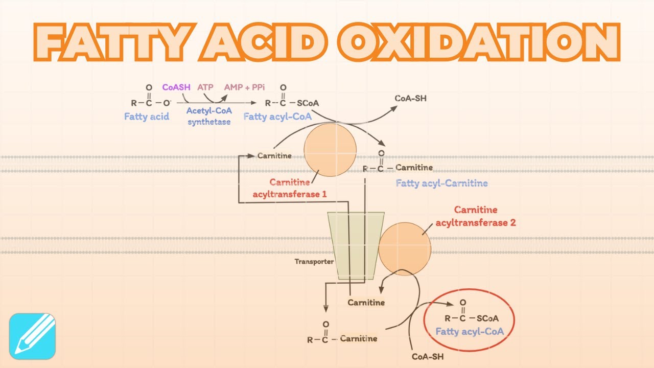 Fatty Acid (Beta) Oxidation | Metabolism - YouTube