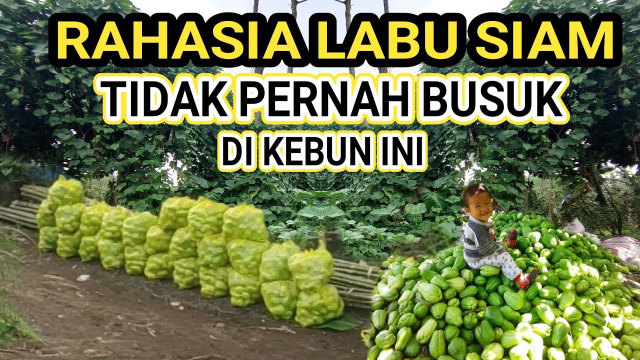 Rahasia Berkebun Labu Siam Tanpa Modal, Bebas dari Busuk Batang dan ...