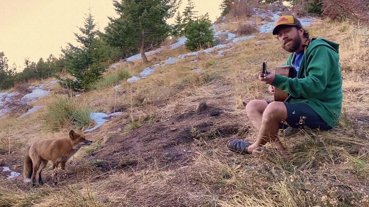 A Fox I Wish I Could Be -- Andy Thorn and his foxy friend - YouTube