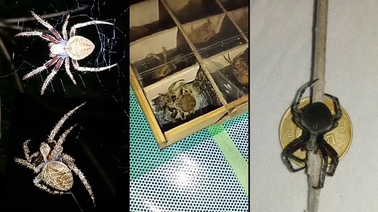 WOW!!! ACTUAL VIDEO KUNG PAANO NANGINGITLOG ANG GAGAMBA!!! - YouTube