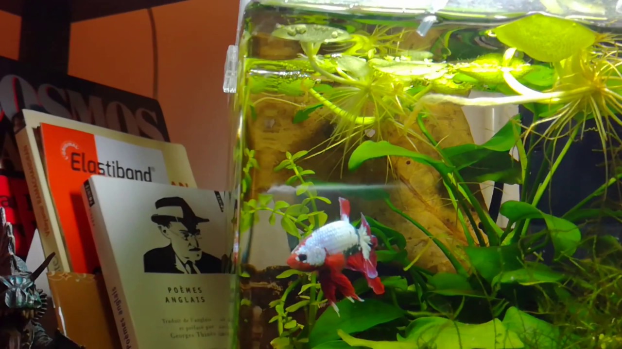 Feeding betta fish frozen brine shrimps - YouTube