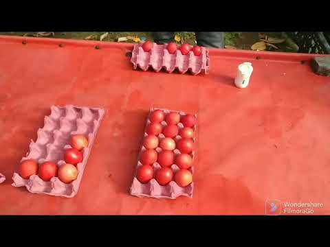 Ordu-Ünye.Soğan kabuğuyla suda pişirilmiş kırmızı yumurta geleneği.28 Kasım 2022 Pazartesi.