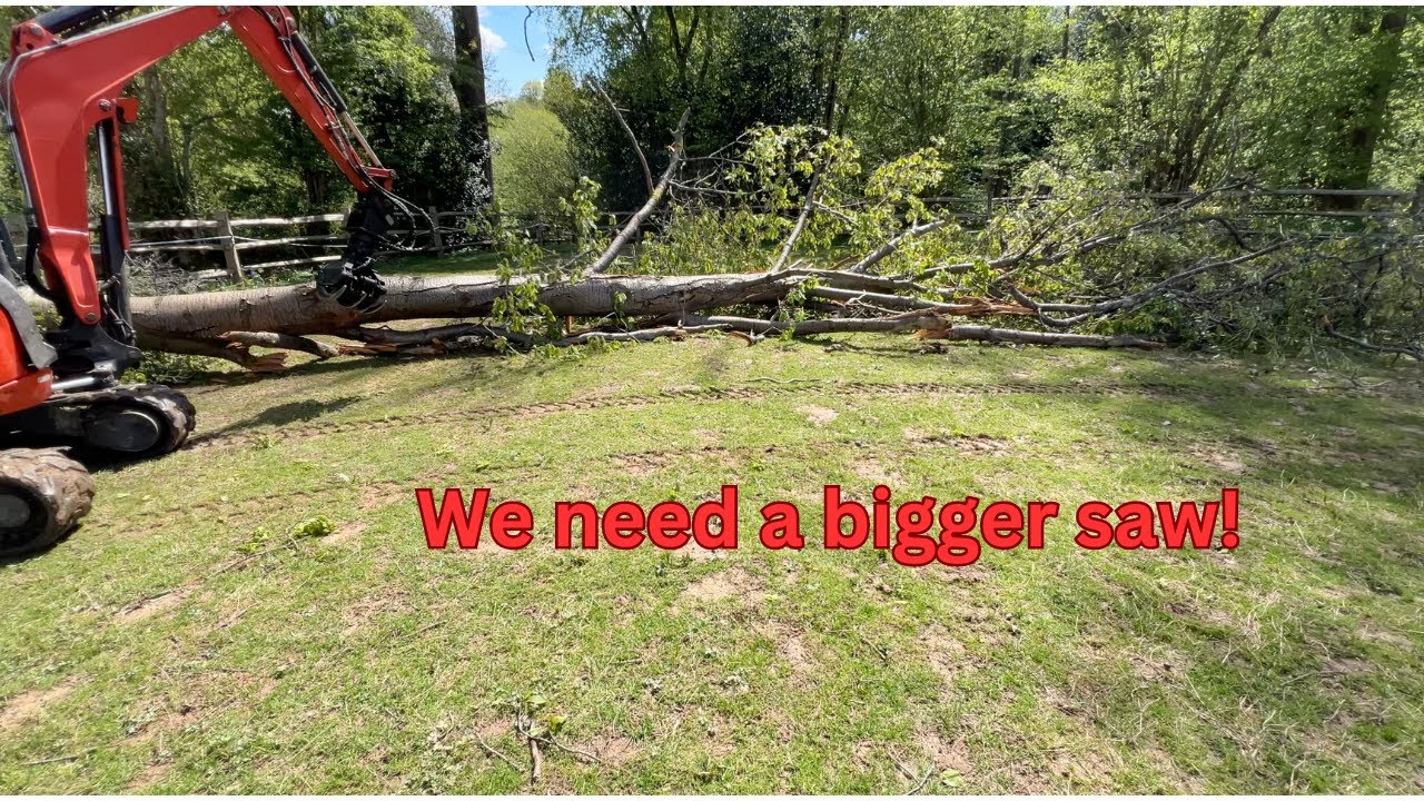 The biggest fallen cherry ive seen | Day in the life of a tree surgeon ...